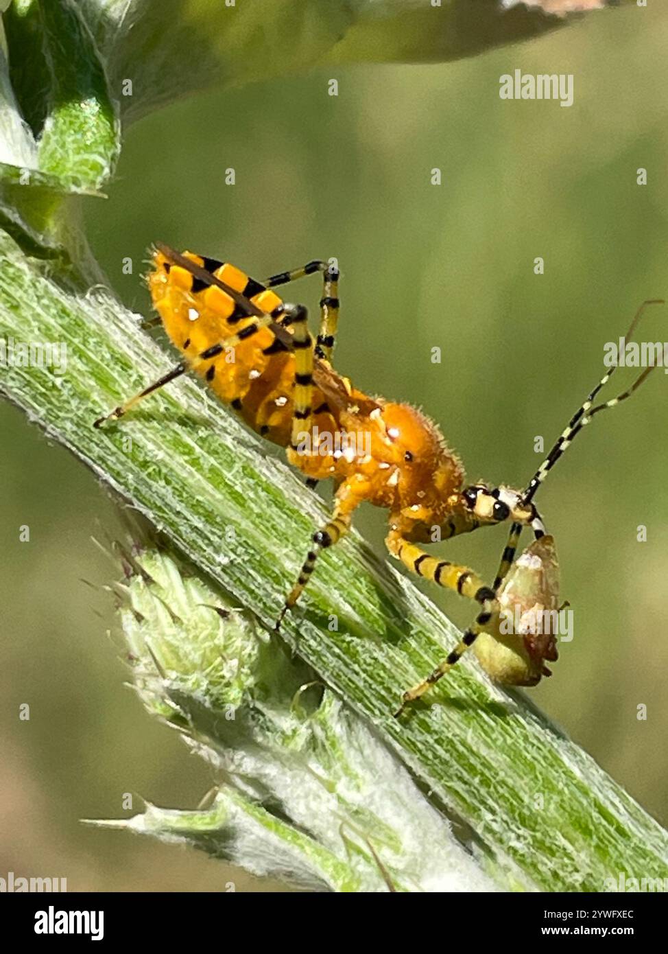 Orange Assassin Bug (Pselliopus barberi Stock Photo - Alamy