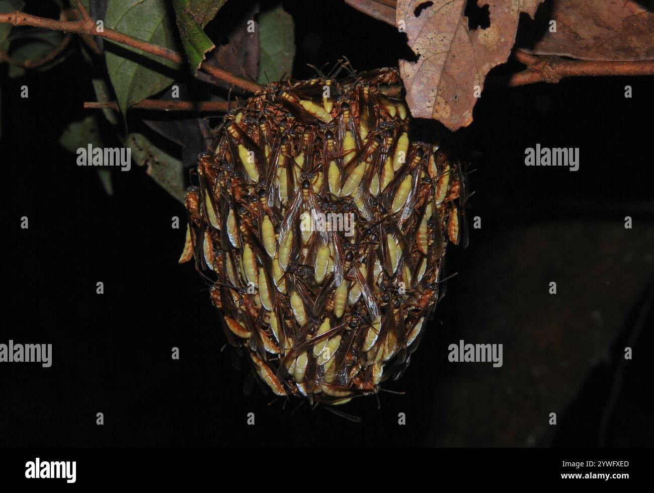Central American Paper Wasp (Apoica pallens Stock Photo - Alamy