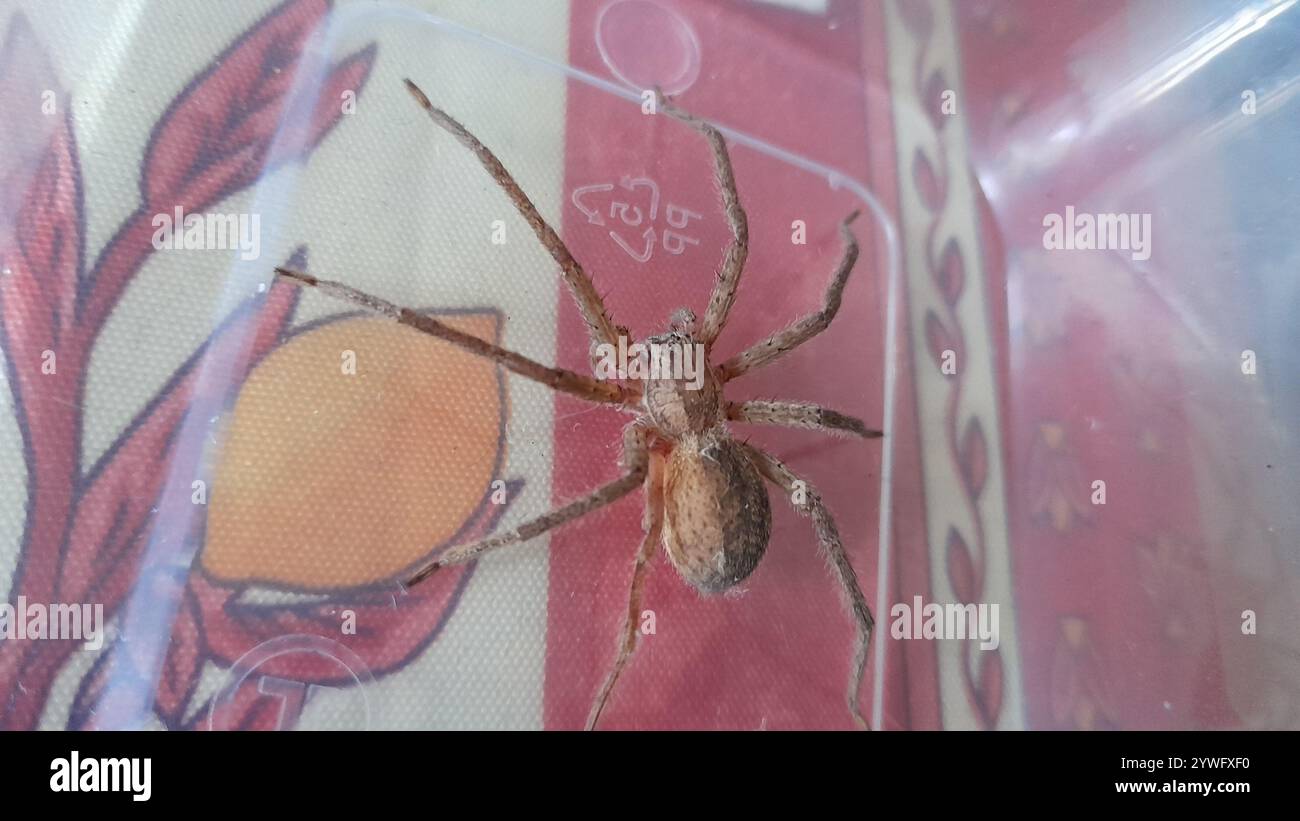 Wolf Spiders and Allies (Lycosoidea Stock Photo - Alamy