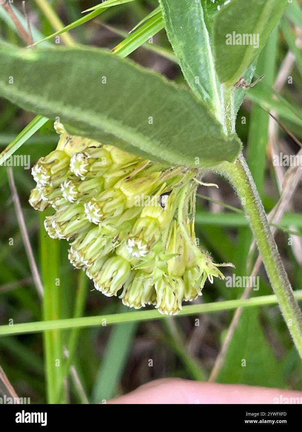 green comet milkweed (Asclepias viridiflora Stock Photo - Alamy