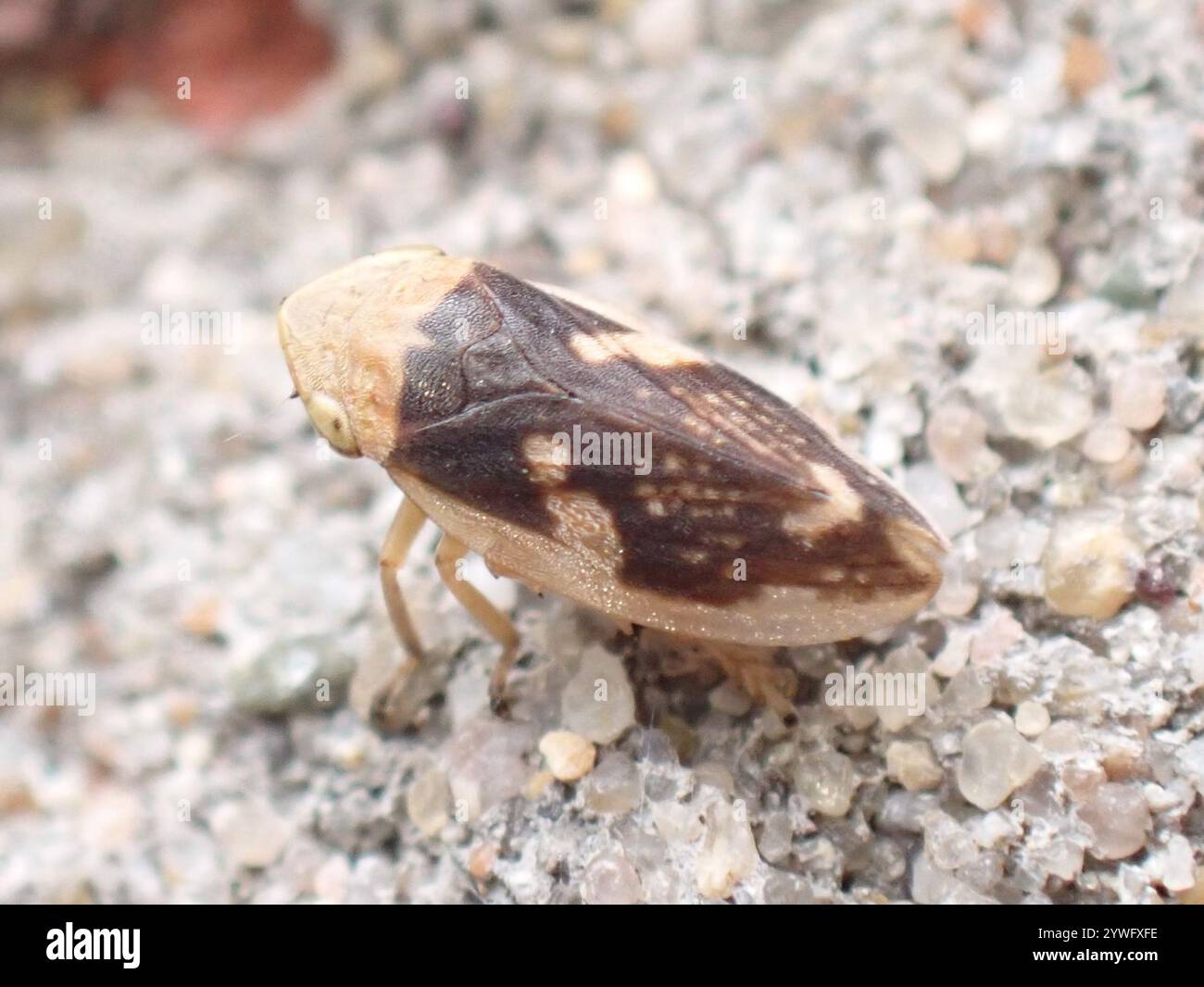 Meadow Spittlebug (Philaenus spumarius Stock Photo - Alamy