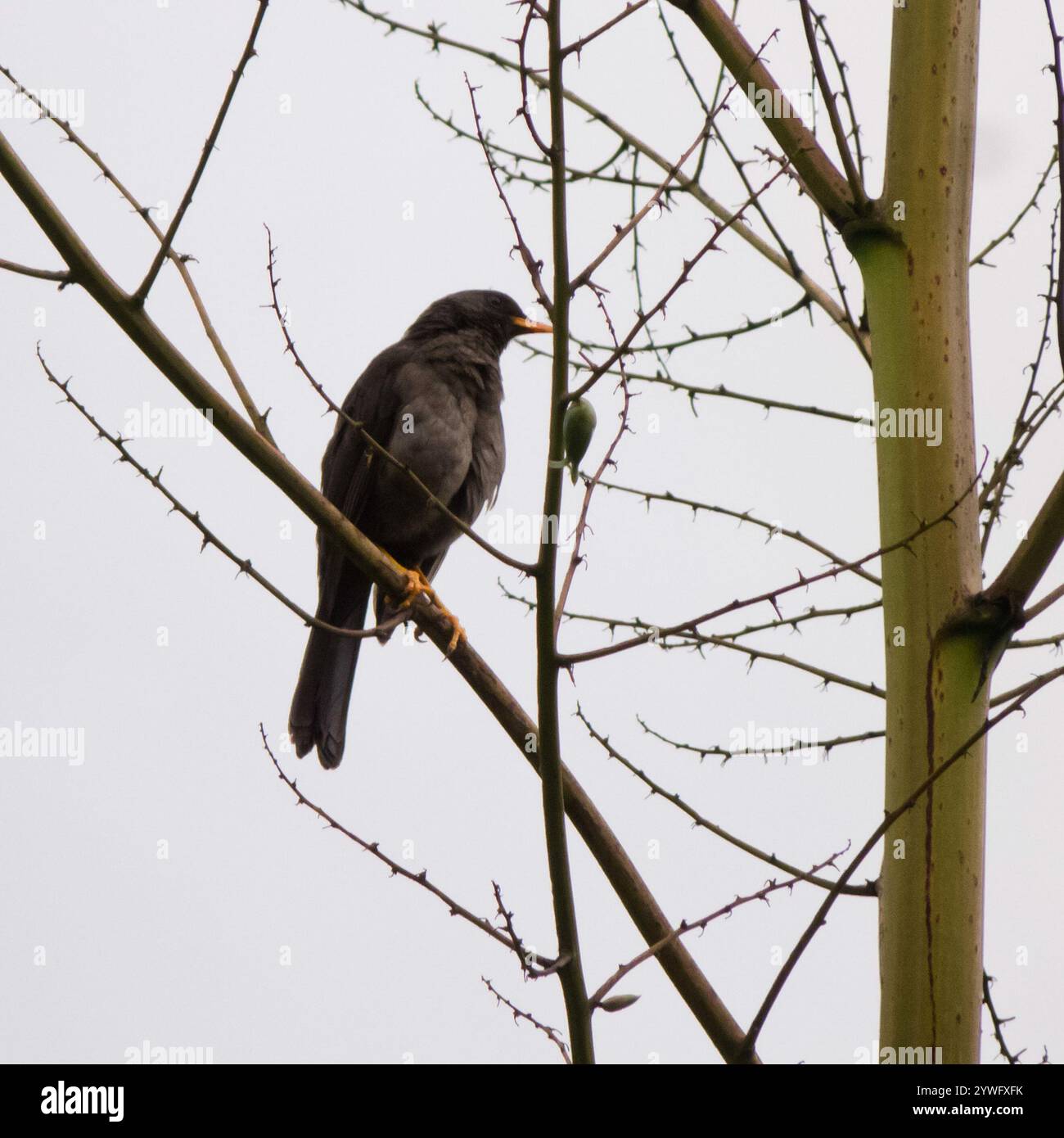 Great Thrush (Turdus fuscater Stock Photo - Alamy