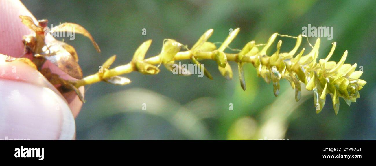 Canadian Waterweed (Elodea canadensis Stock Photo - Alamy