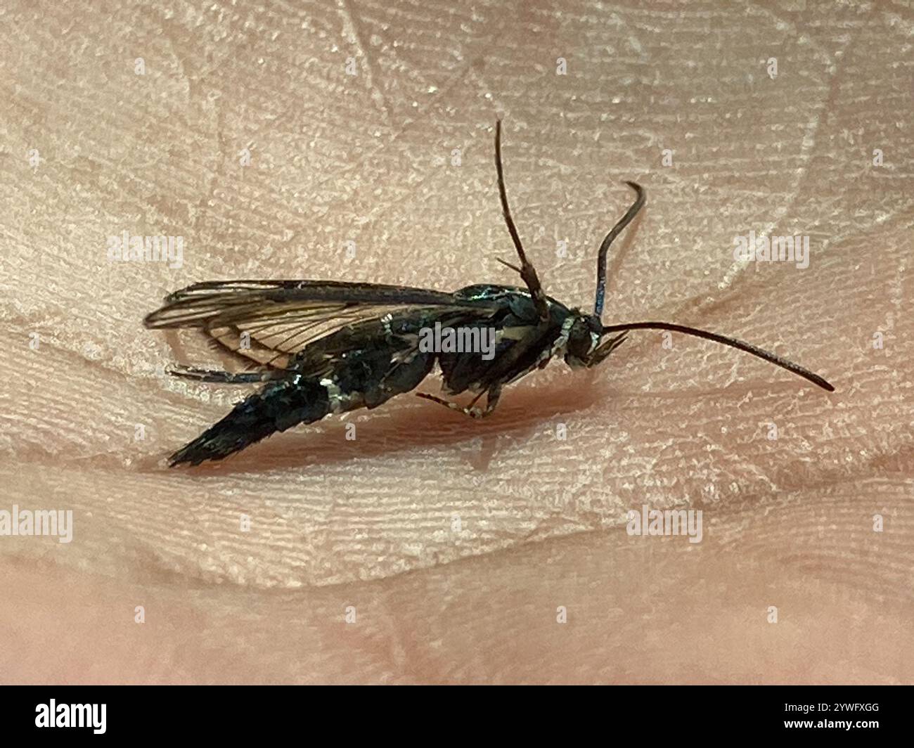 Lesser Peachtree Borer Moth (Synanthedon pictipes Stock Photo - Alamy