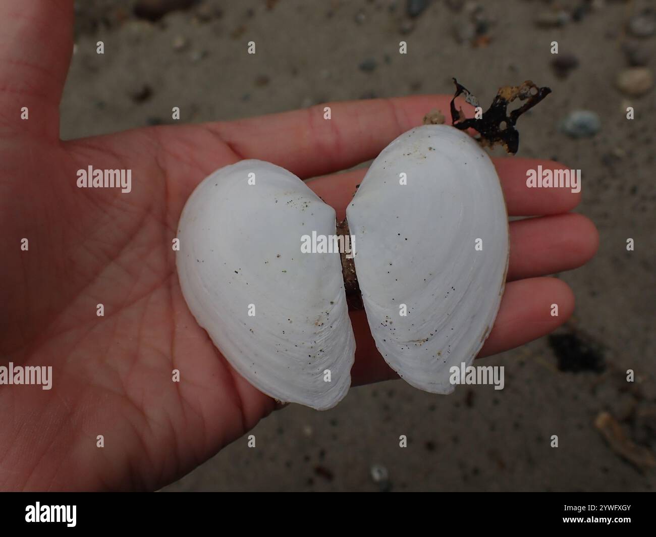 Bent-nosed Clam (Macoma nasuta Stock Photo - Alamy
