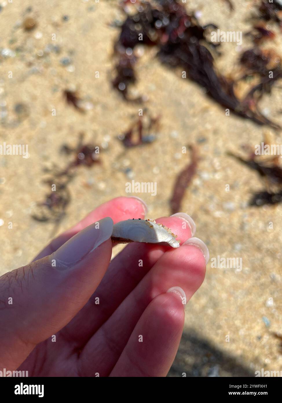 Pacific Littleneck Clam (Leukoma staminea Stock Photo - Alamy