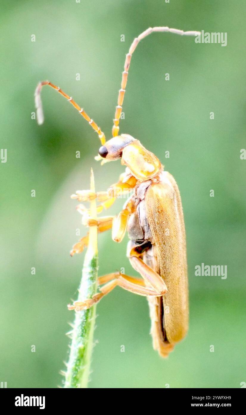 Red Soldier Beetle (Cantharis rufa Stock Photo - Alamy
