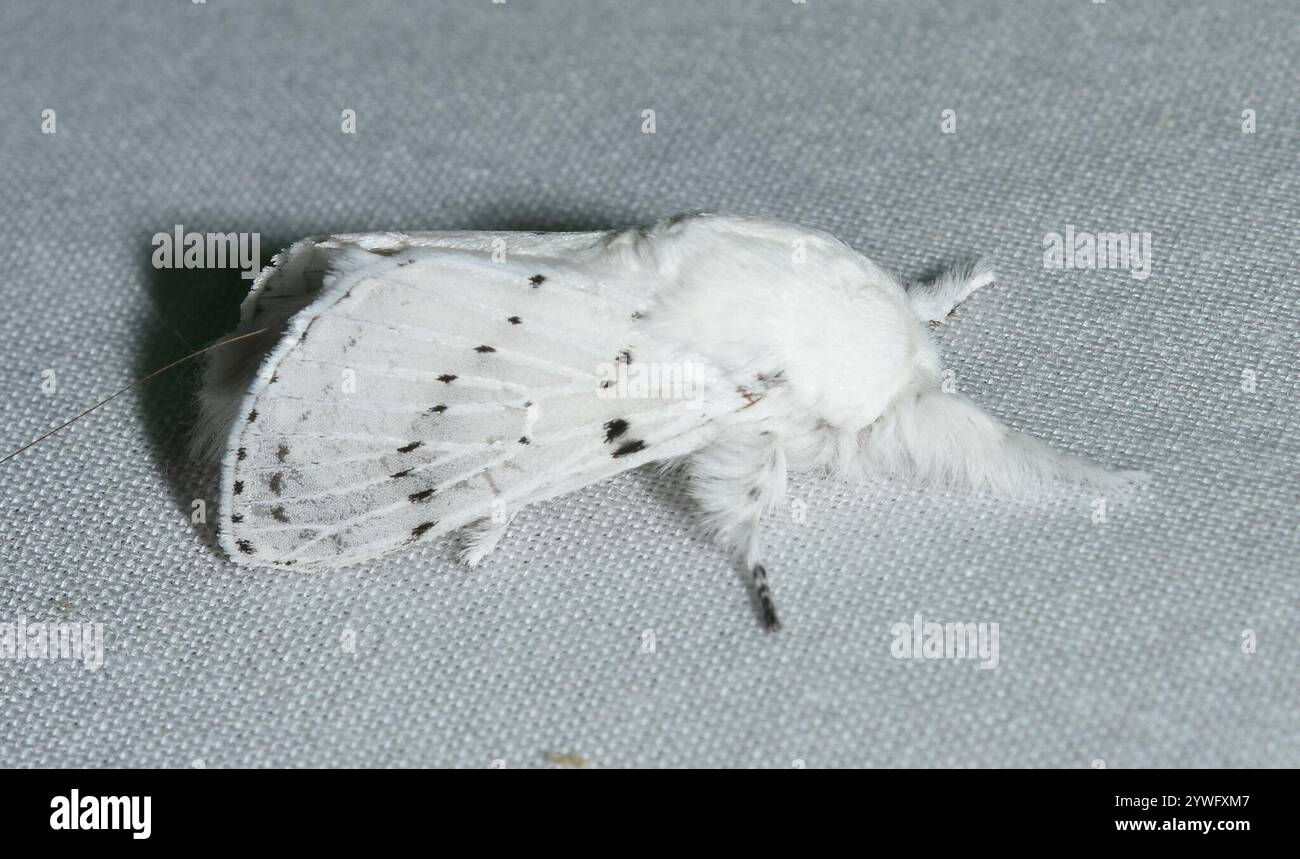 Dot-lined White (Artace cribrarius Stock Photo - Alamy