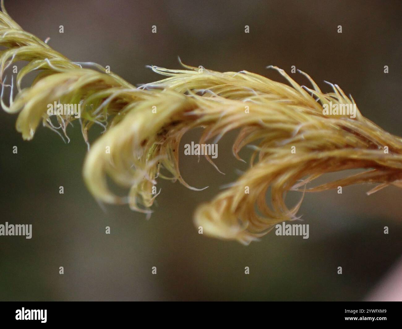 Woolly Fringe-moss (Racomitrium lanuginosum Stock Photo - Alamy