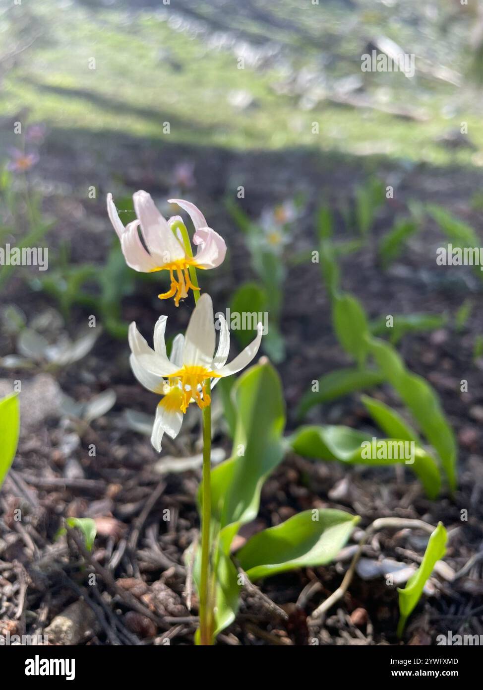 Purple Fawn Lily (Erythronium purpurascens Stock Photo - Alamy