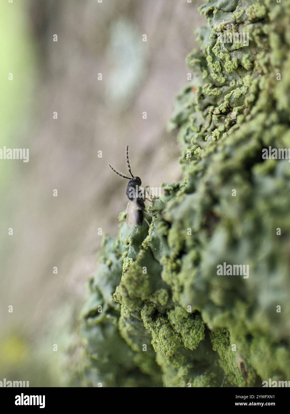 Eurytoma hi-res stock photography and images - Alamy