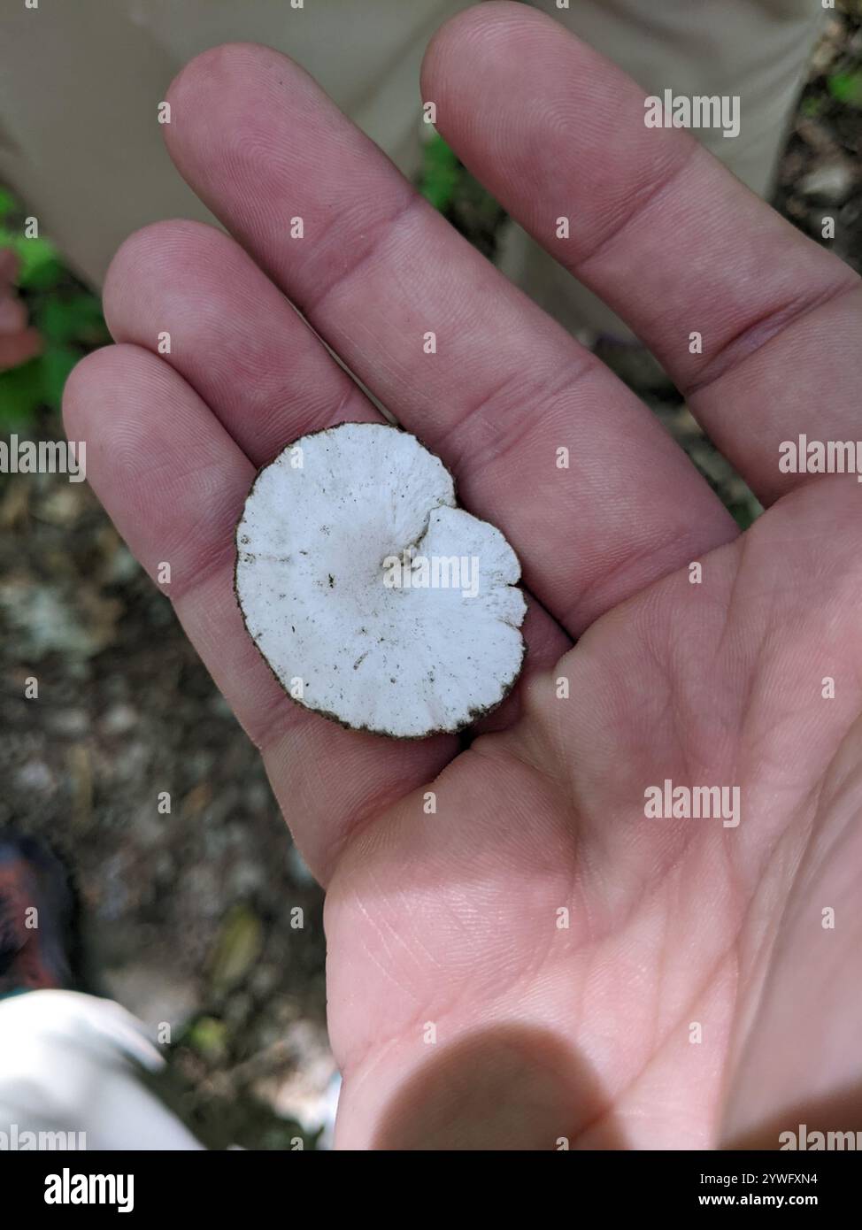 bracket fungi (Polyporaceae Stock Photo - Alamy
