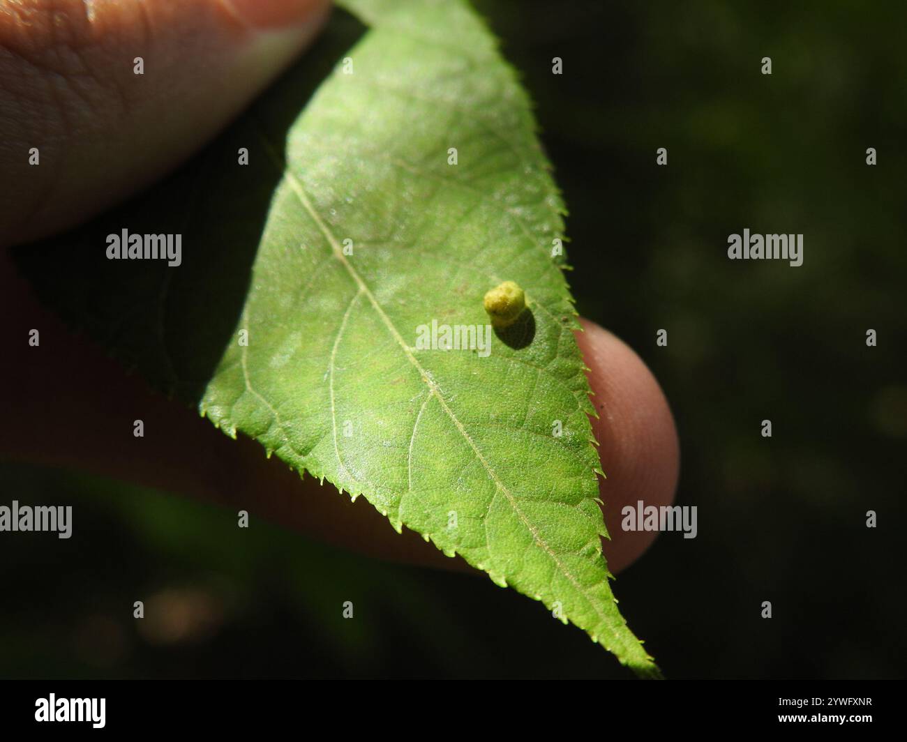California Black Walnut Pouch Gall Mite (Aceria brachytarsa Stock Photo ...
