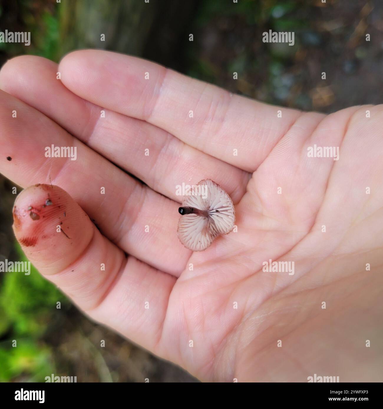 Bleeding Fairy Helmet (Mycena haematopus Stock Photo - Alamy