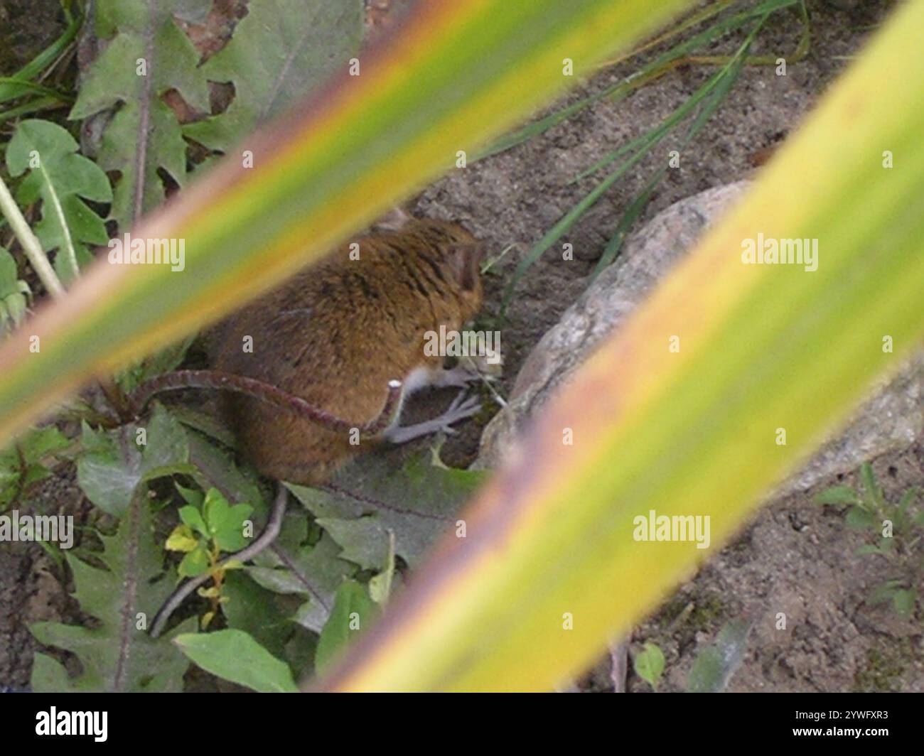European Wood Mouse (Apodemus sylvaticus Stock Photo - Alamy