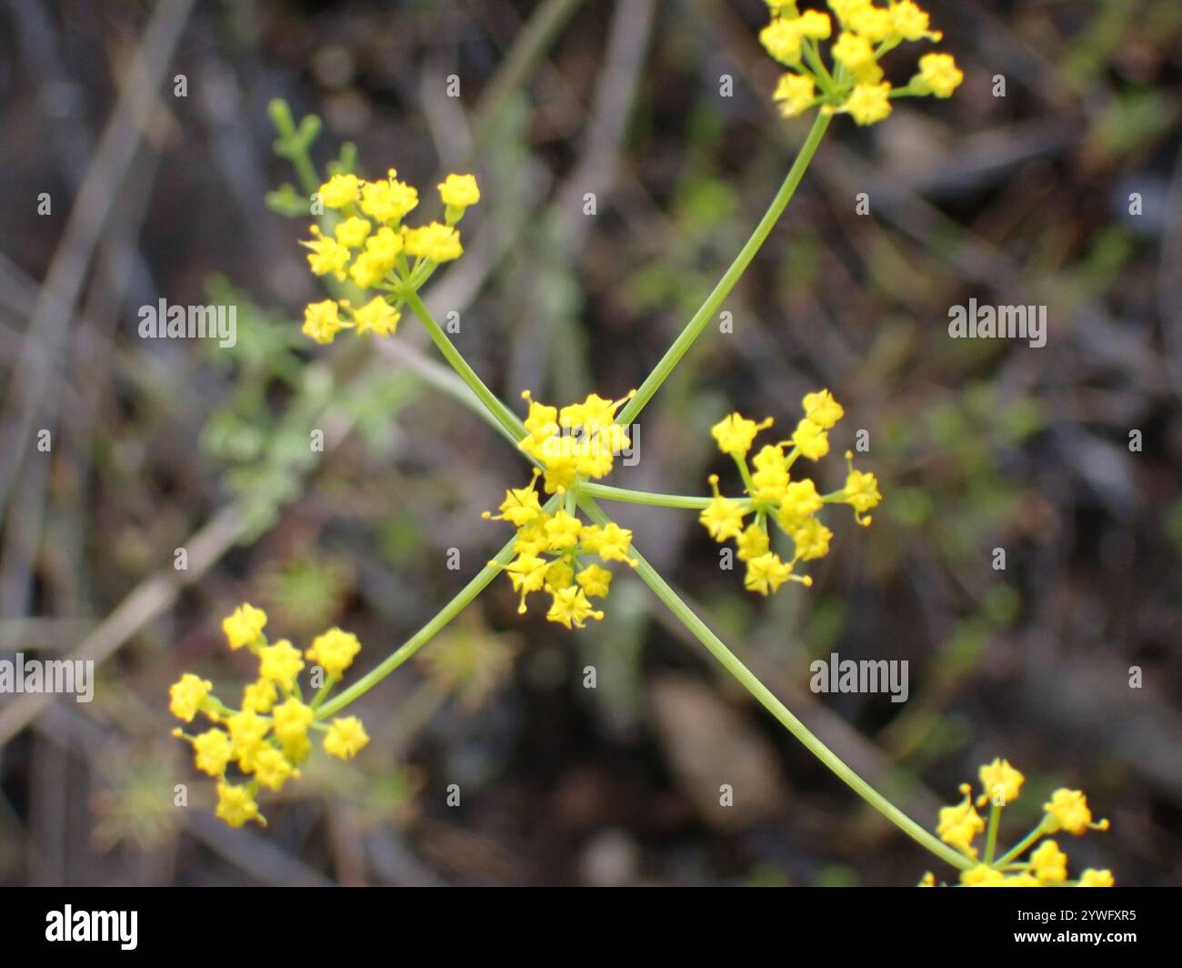 Wyeth Biscuitroot (Lomatium ambiguum Stock Photo - Alamy