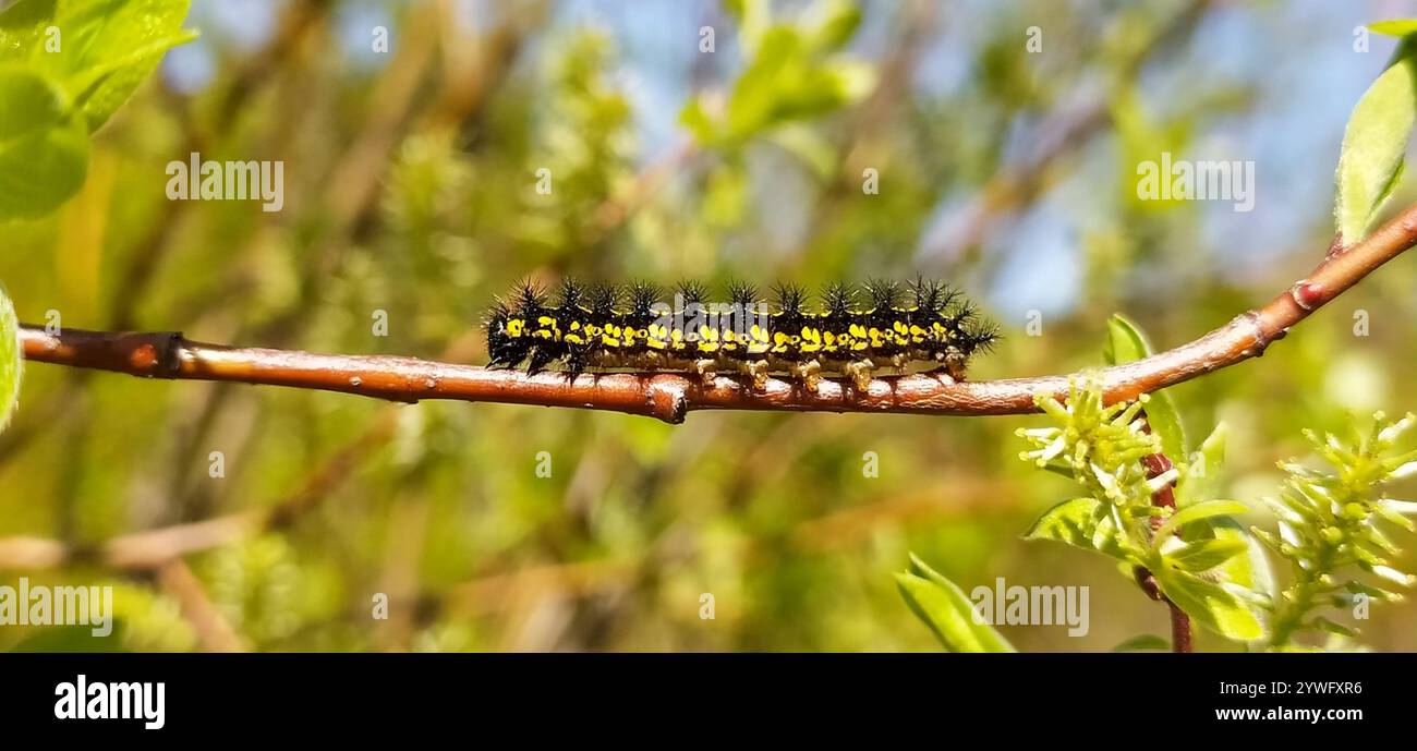 Scarce Fritillary (Euphydryas maturna Stock Photo - Alamy