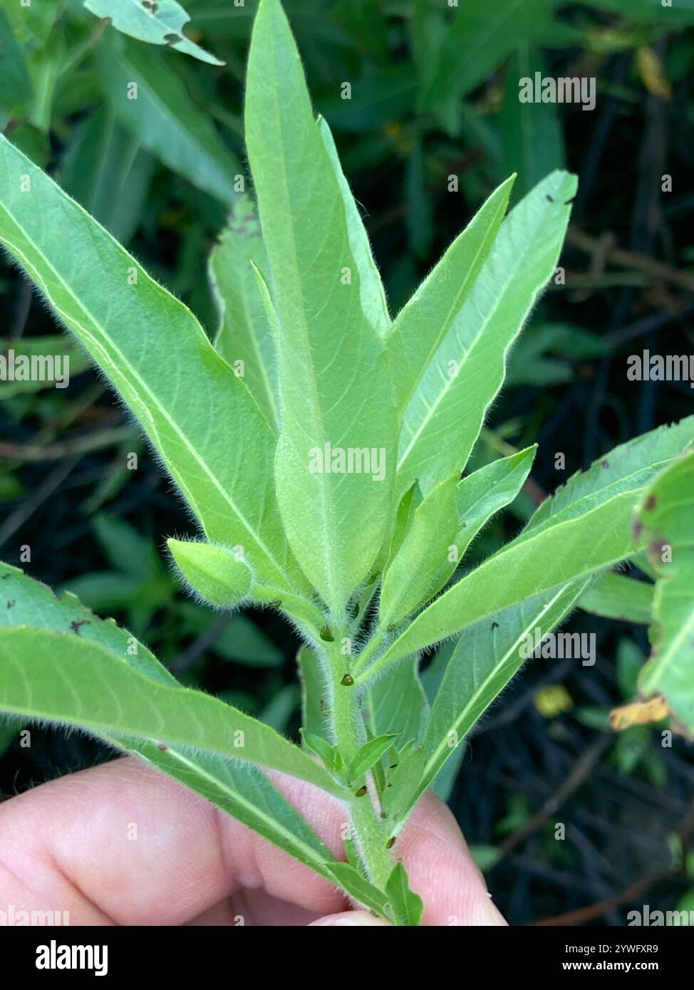 large-flowered primrose-willow (Ludwigia grandiflora Stock Photo - Alamy