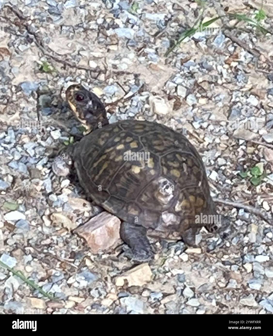 Eastern Box Turtle (Terrapene carolina carolina Stock Photo - Alamy