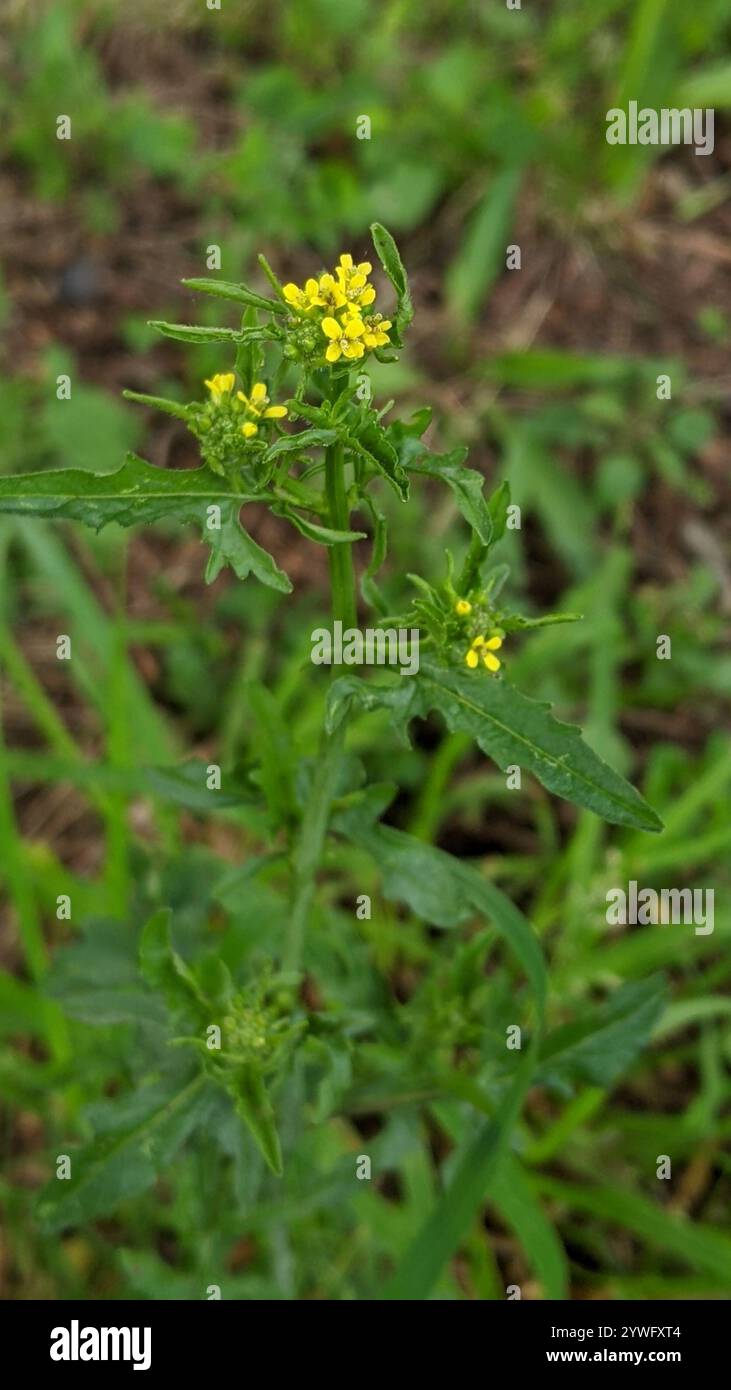 Hedge mustard (Sisymbrium officinale Stock Photo - Alamy