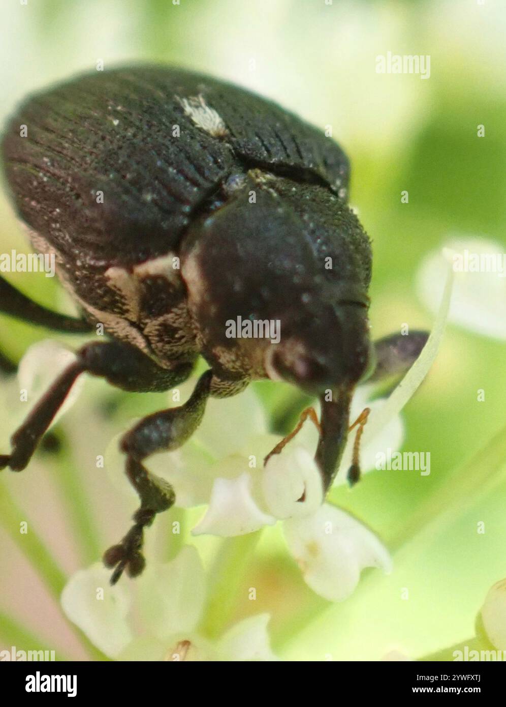 Iris weevil (Mononychus punctumalbum Stock Photo - Alamy