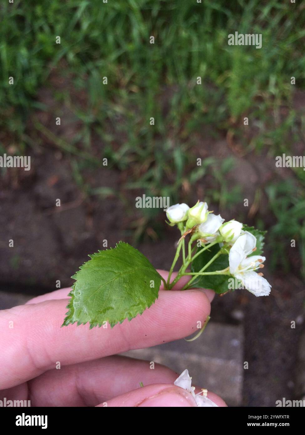 Glabrous-fruit Fireberry Hawthorn (Crataegus chrysocarpa phoeniceoides ...