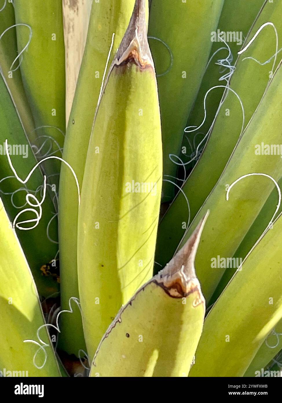 datilillo yucca (Yucca valida Stock Photo - Alamy