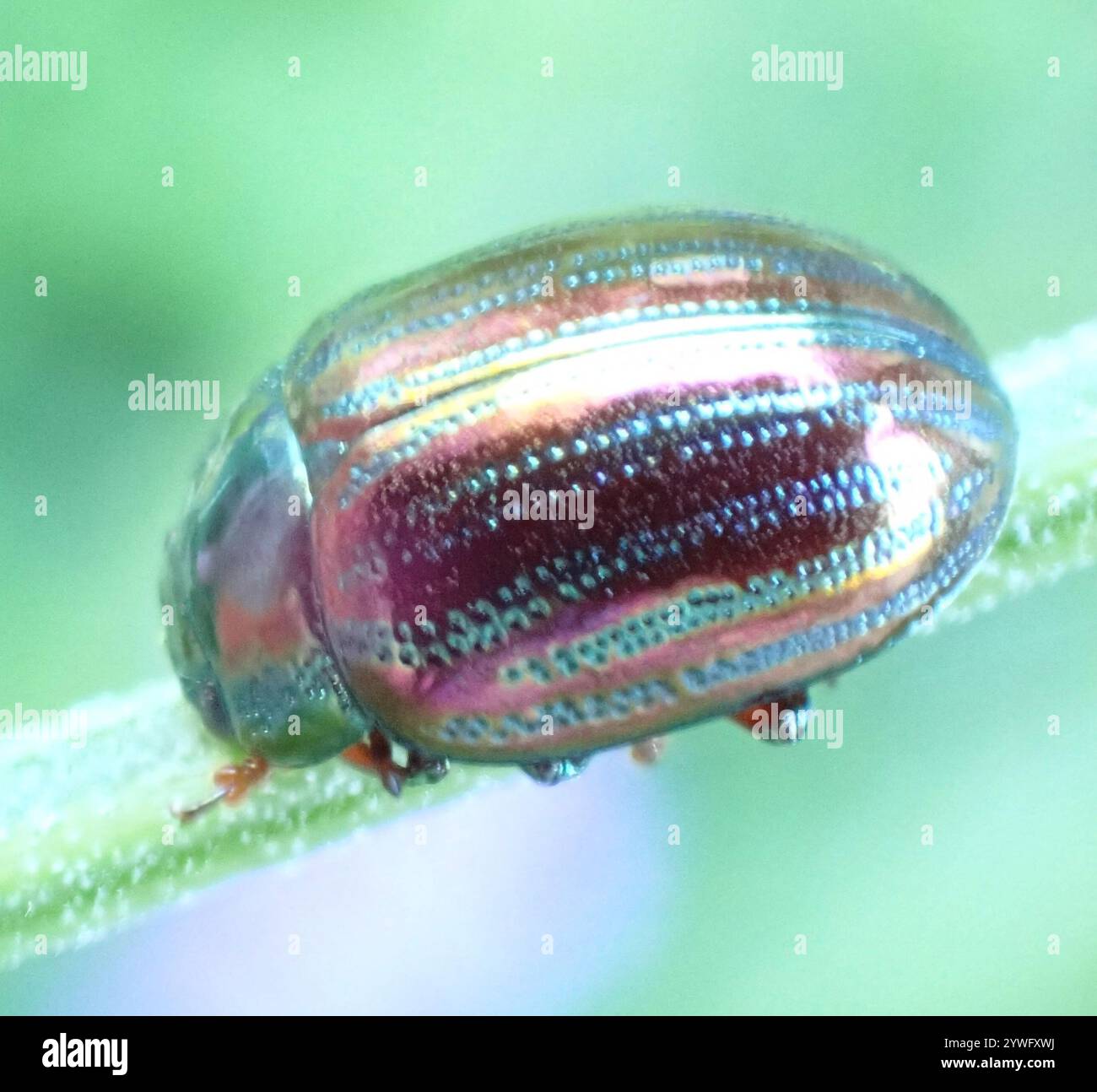 Rosemary Beetle (Chrysolina americana Stock Photo - Alamy