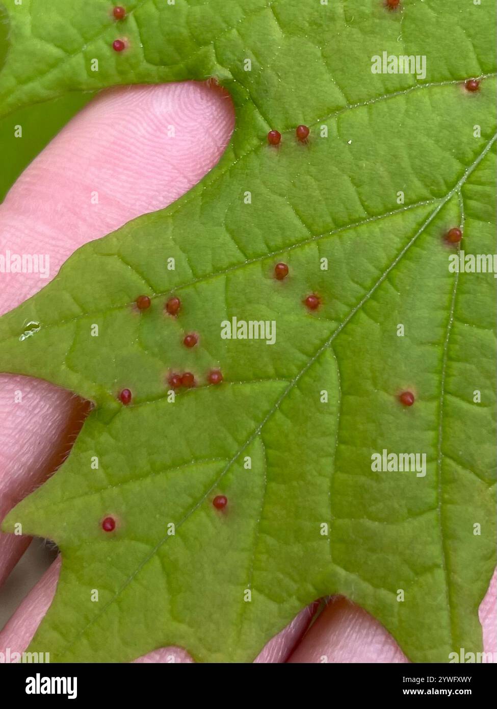 Maple Spindle Gall Mite (Vasates aceriscrumena Stock Photo - Alamy