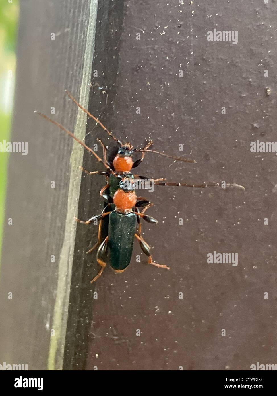 Tanbark Borer (Phymatodes testaceus Stock Photo - Alamy