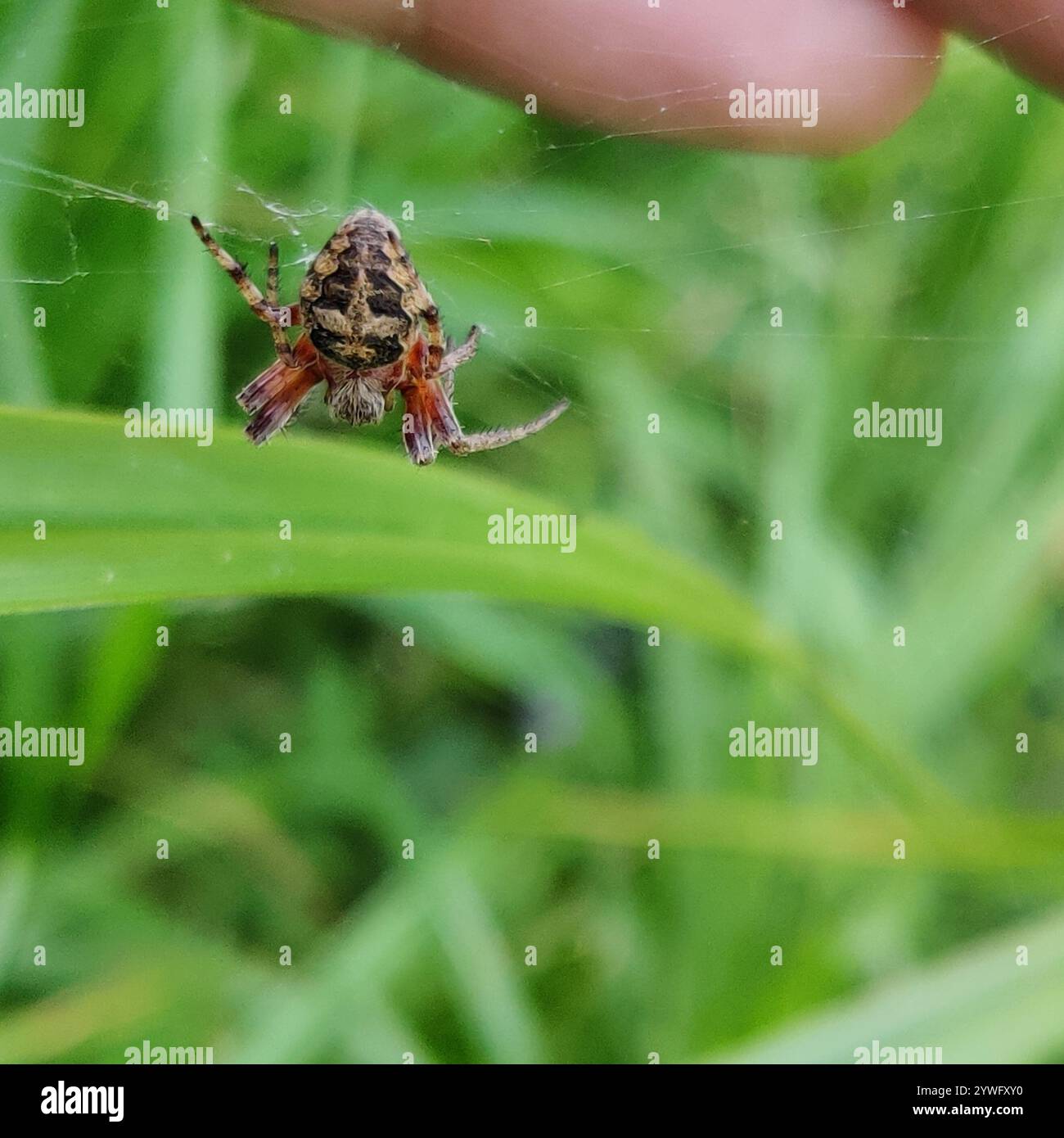 Furrow Spiders (Larinioides Stock Photo - Alamy