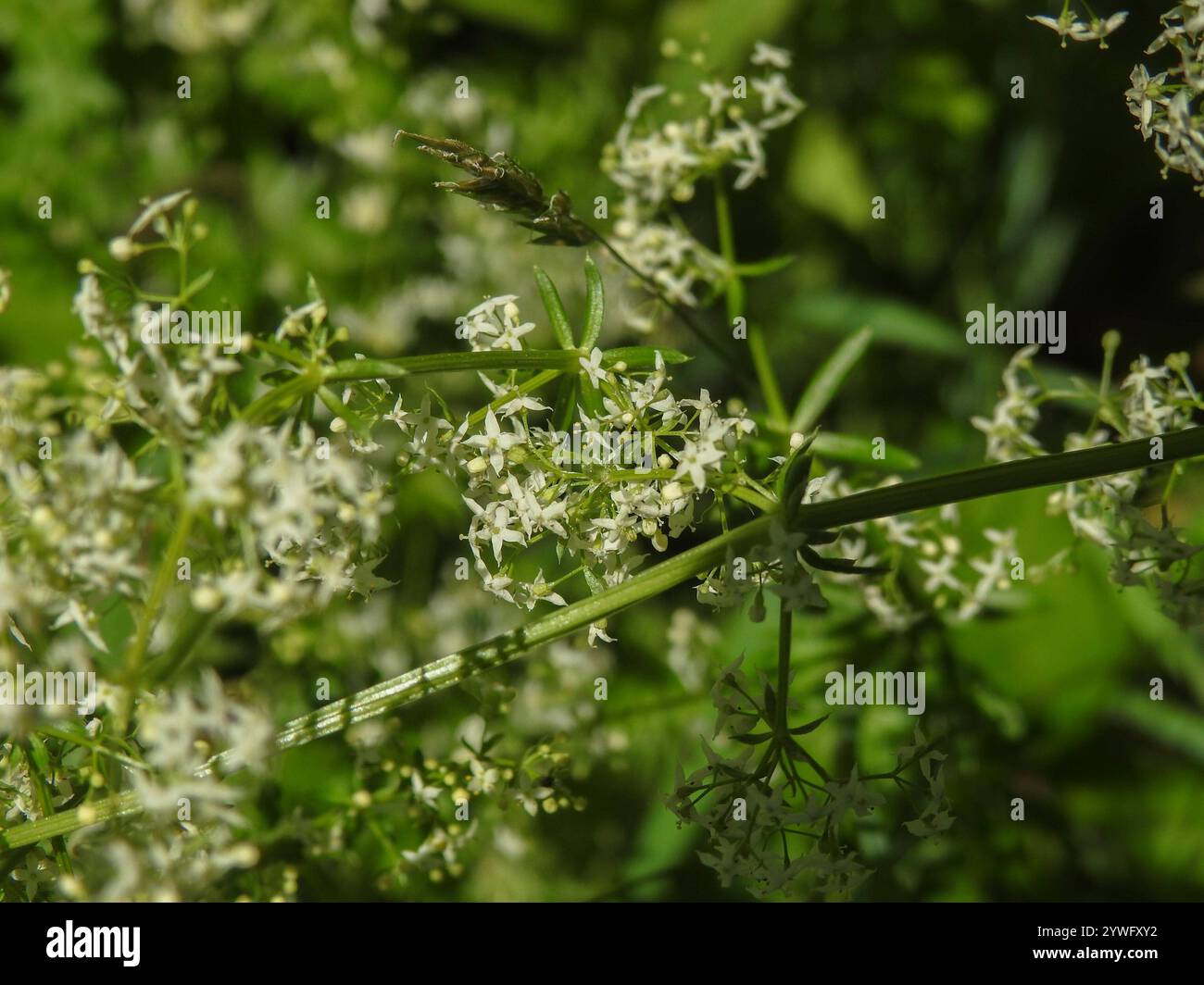 white bedstraw (Galium album Stock Photo - Alamy