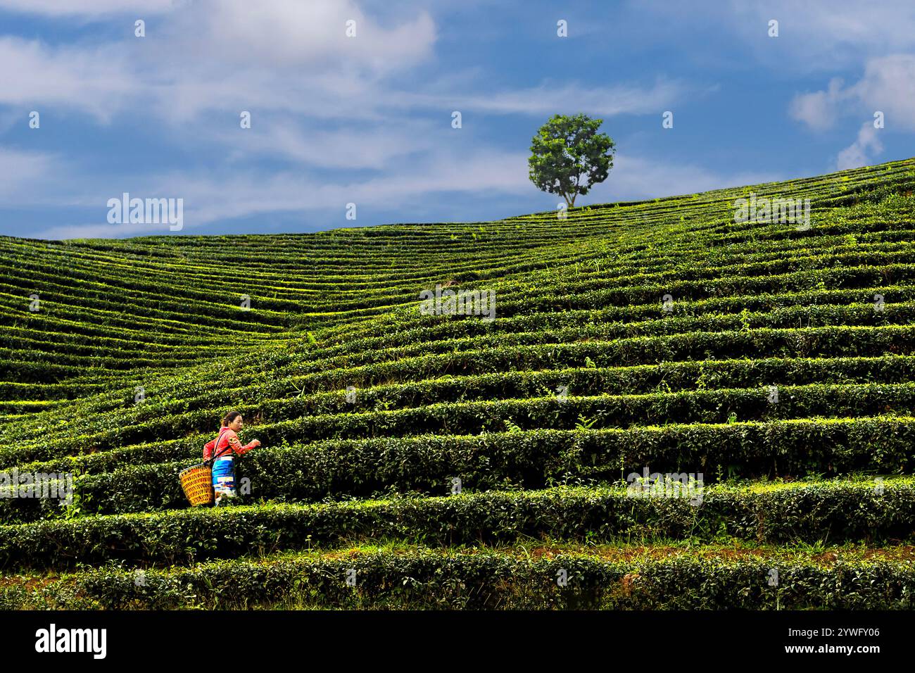Local woman harvesting tea leaves in Lai Chau, Vietnam Stock Photo - Alamy