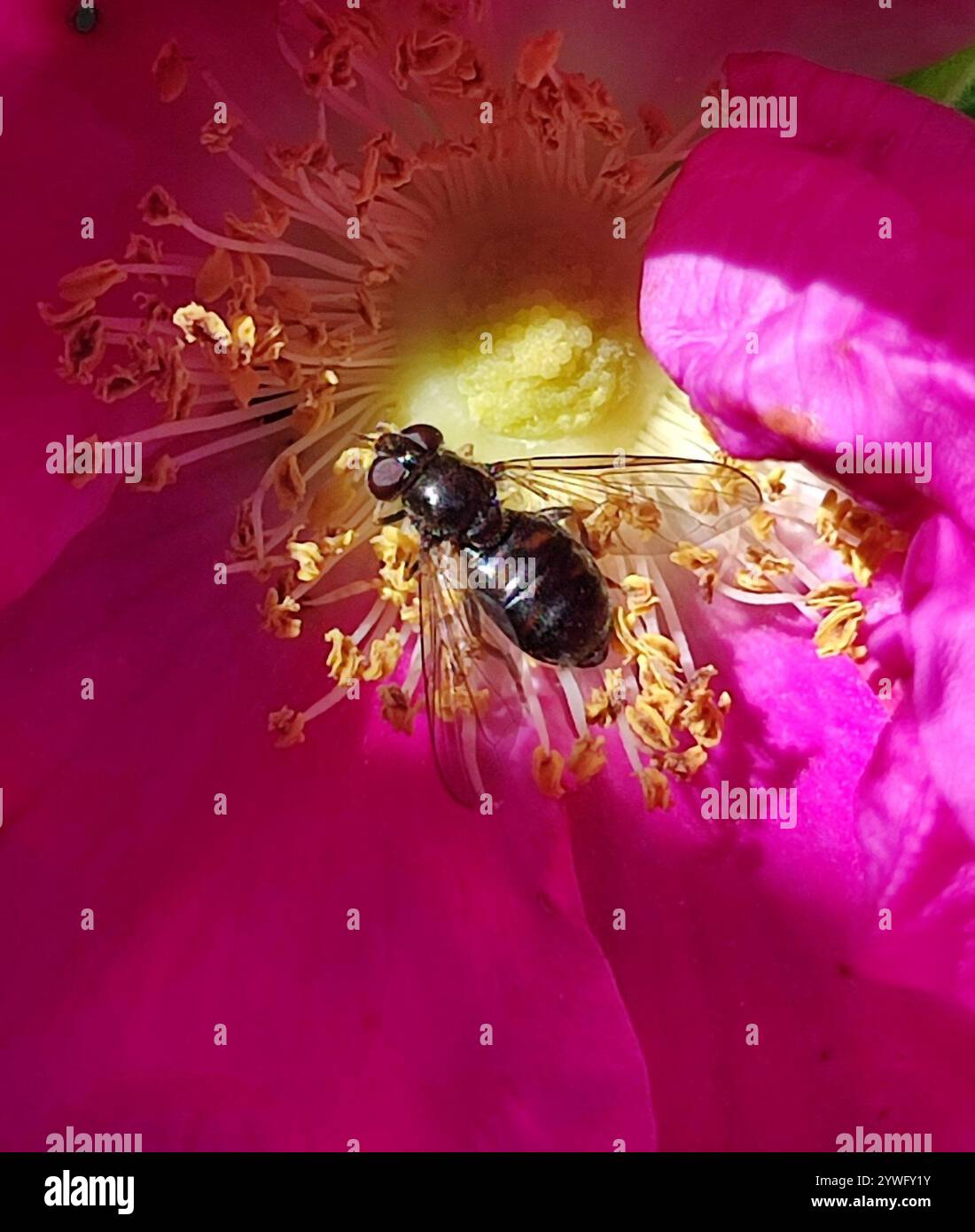 Four-spotted Pipiza (Pipiza quadrimaculata Stock Photo - Alamy