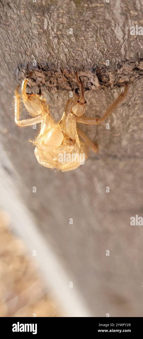 Ash Cicada (Cicada orni Stock Photo - Alamy