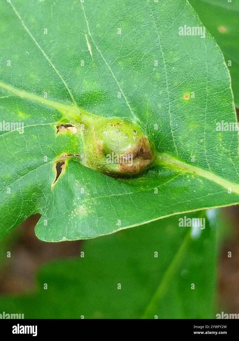 Oak Petiole Gall Wasp (Andricus quercuspetiolicola Stock Photo - Alamy