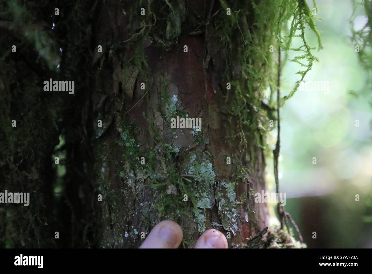 Pacific yew (Taxus brevifolia Stock Photo - Alamy