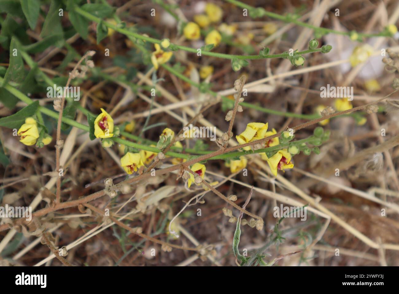 Wavyleaf mullein hi-res stock photography and images - Alamy