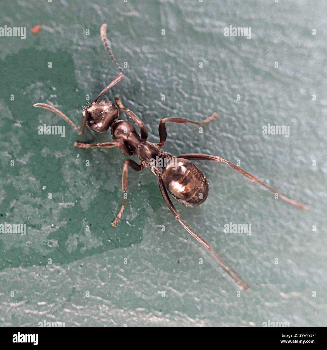 fusca-group Field Ants and Allies (Formica fusca Stock Photo - Alamy