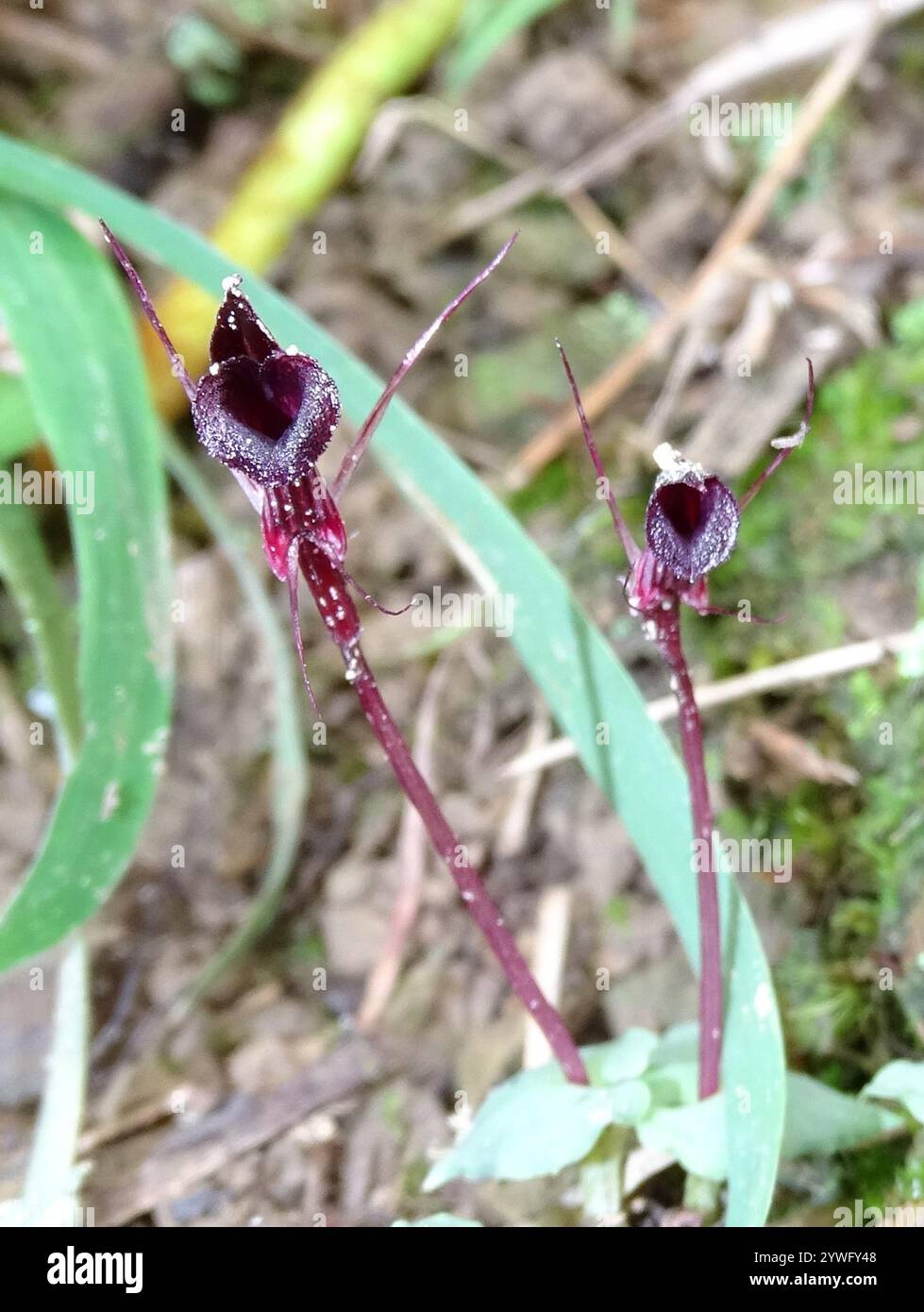 Corybas hi-res stock photography and images - Alamy