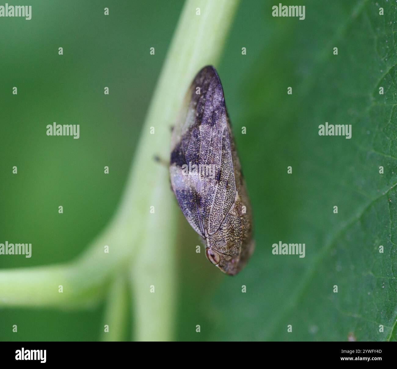 Alder Spittlebug (Aphrophora alni Stock Photo - Alamy
