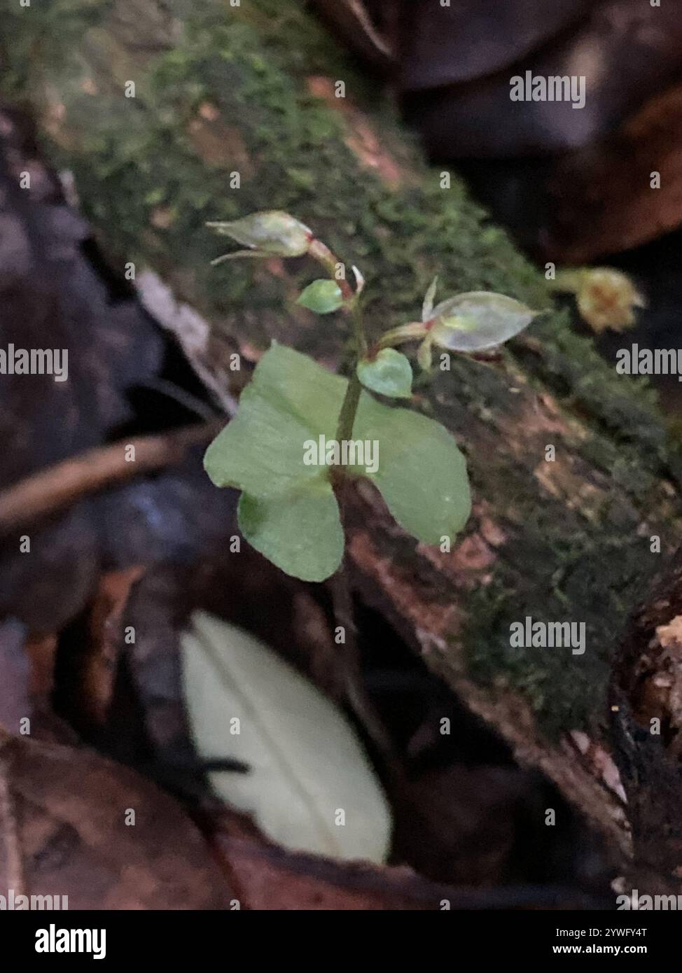 Pixie cap (Acianthus sinclairii Stock Photo - Alamy