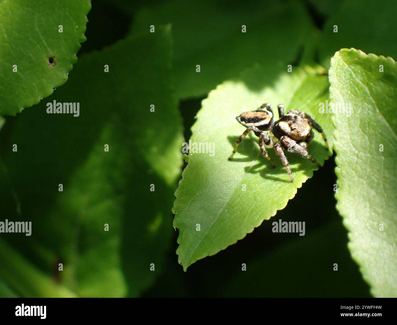 Woodland Jumping Spider (Evarcha falcata Stock Photo - Alamy