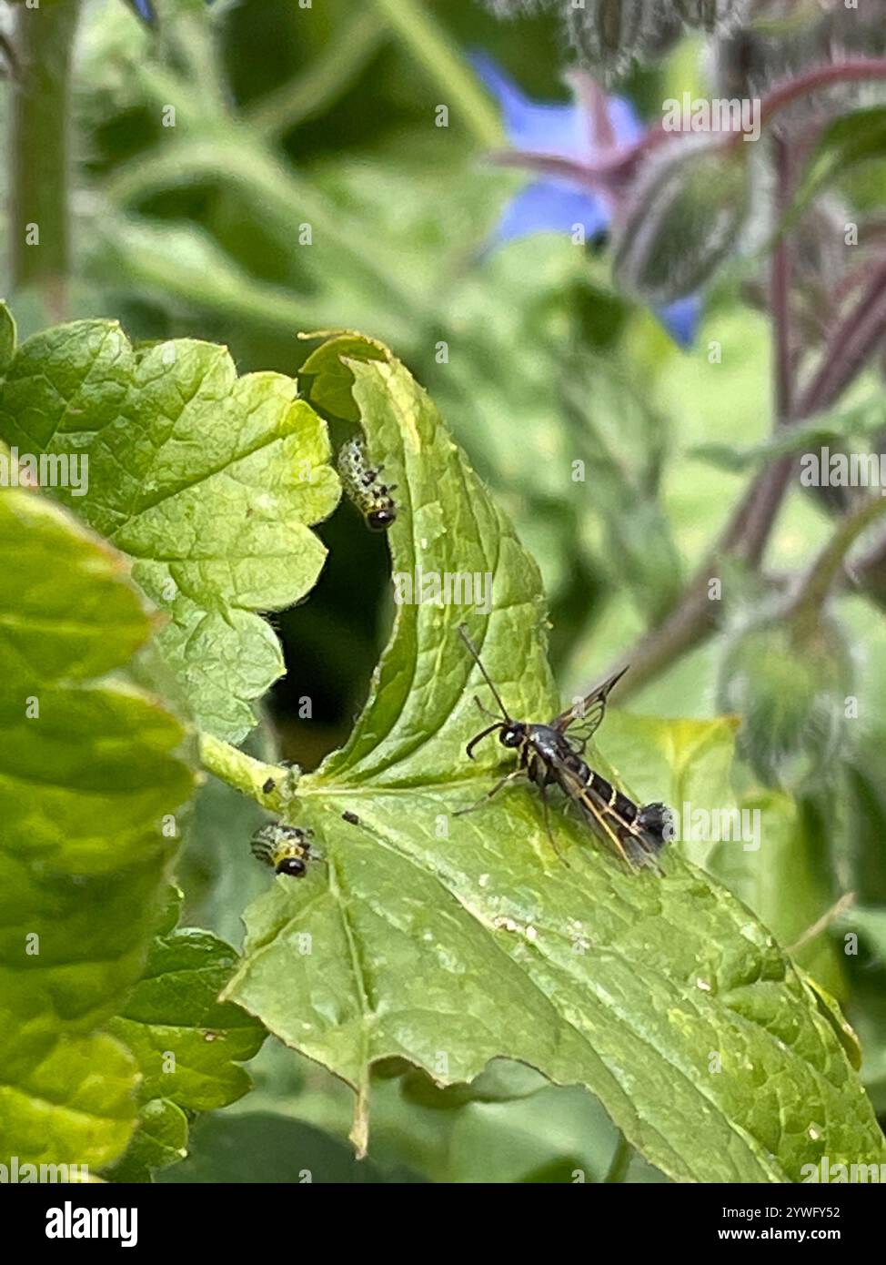 Currant Clearwing Moth (Synanthedon tipuliformis Stock Photo - Alamy