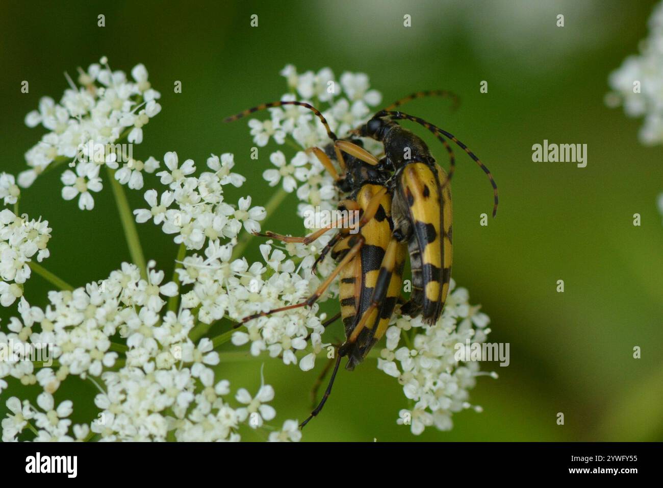 Spotted Longhorn Beetle (Rutpela maculata Stock Photo - Alamy