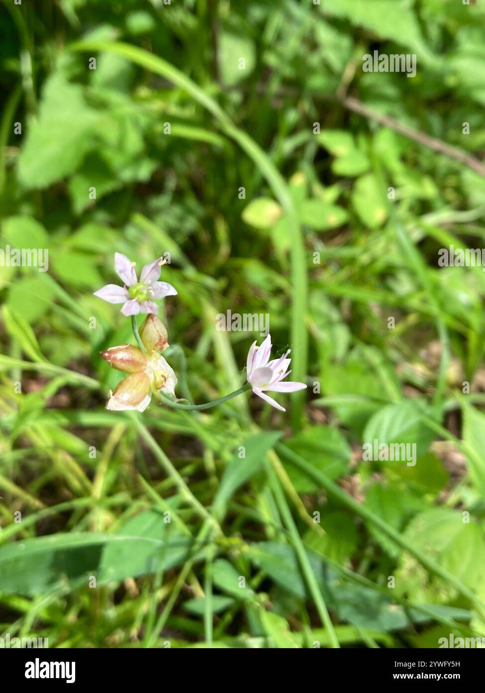 Canadian Meadow garlic (Allium canadense Stock Photo - Alamy
