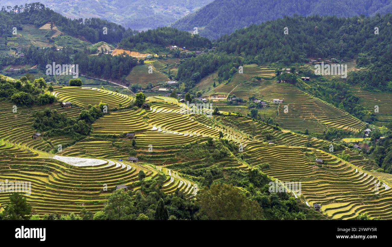 Rice terraces in Sapa, Vietnam Stock Photo - Alamy