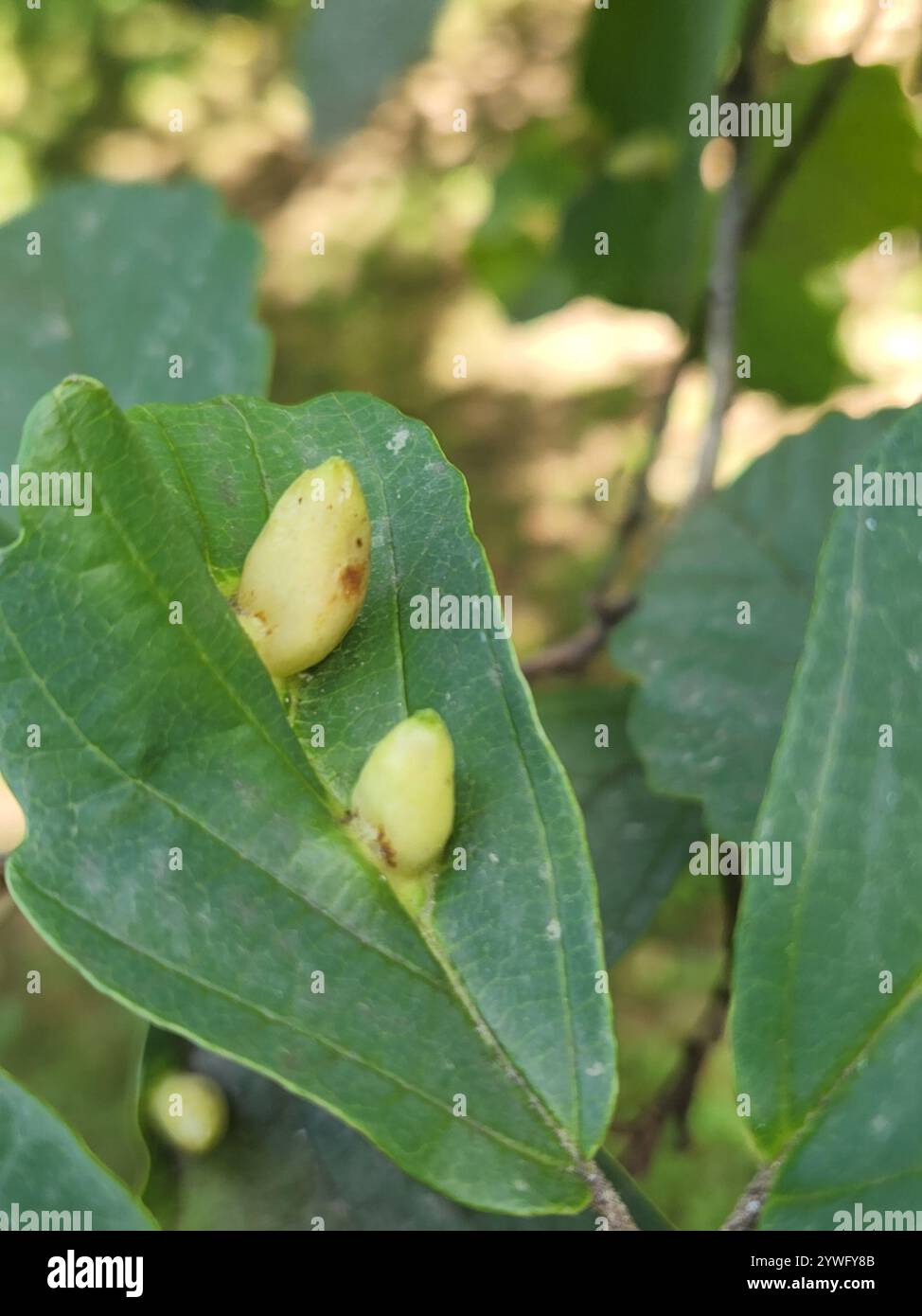Witch-hazel Cone Gall Aphid (Hormaphis hamamelidis Stock Photo - Alamy