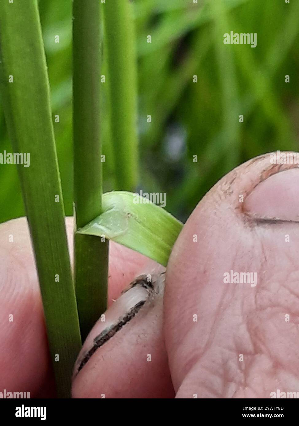 Tall Beakrush (Rhynchospora macrostachya Stock Photo - Alamy