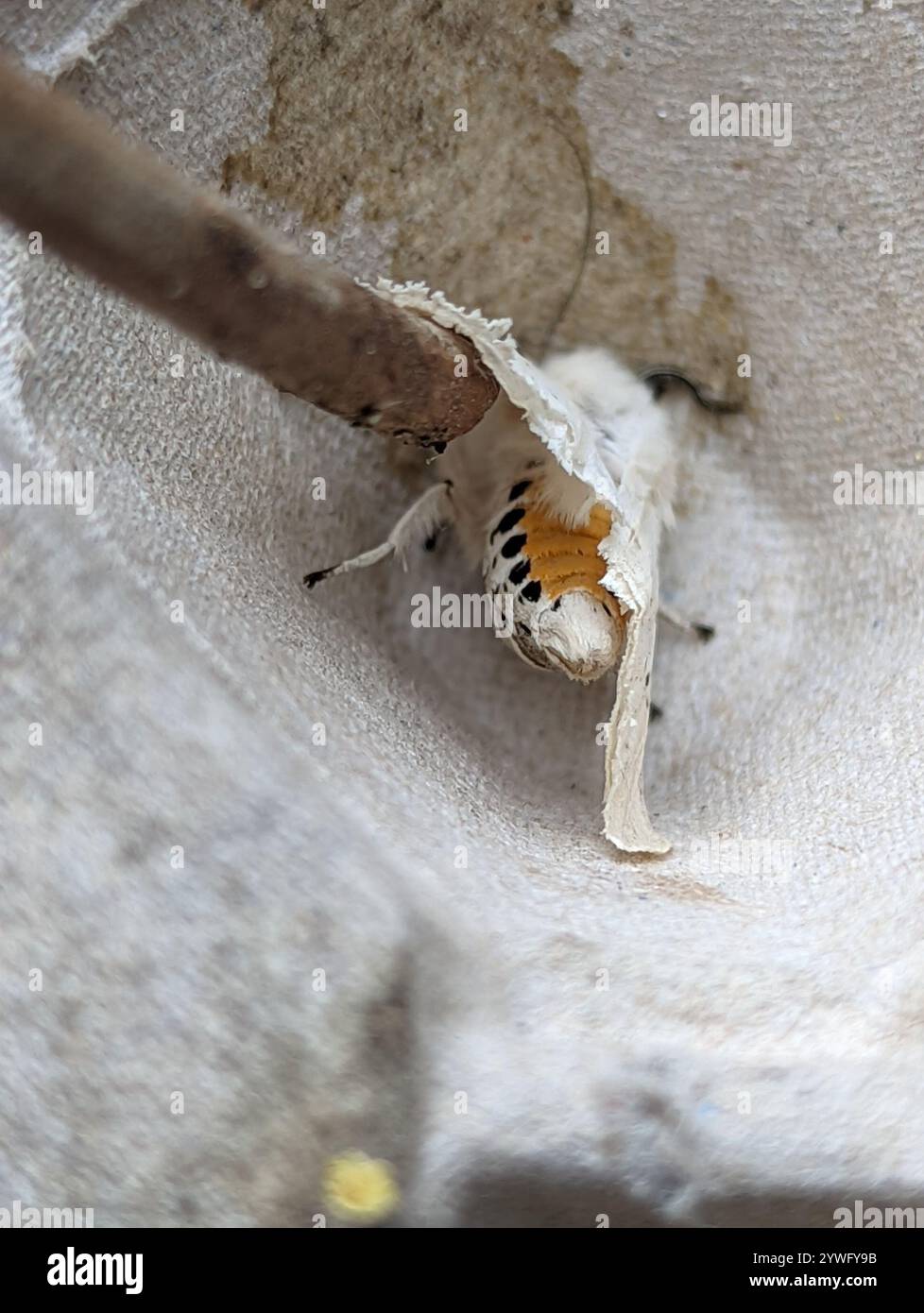 Water Ermine (Spilosoma urticae Stock Photo - Alamy